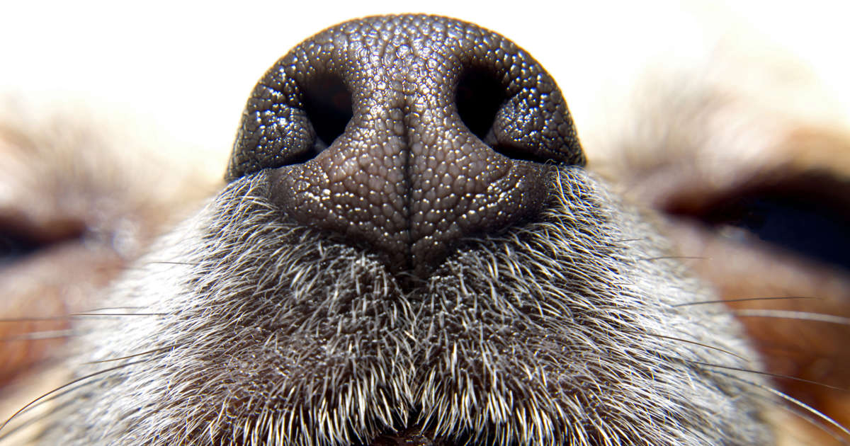 El hocico de los perros: un laboratorio químico vivo