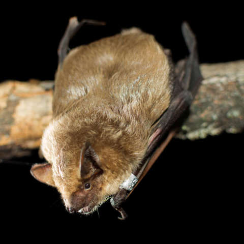 Murciélagos: fotos, qué comen y dónde viven los murciélagos