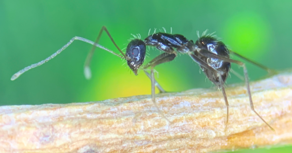 Hormigas locas en Barcelona: ¿cómo es esta especie invasora?