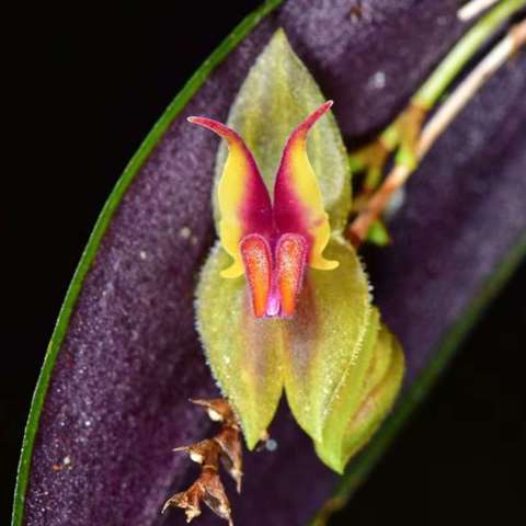 Flor esqueleto: por qué se vuelve transparente con la lluvia