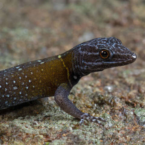 Reptil - Fotos, tipos y ejemplos de reptiles