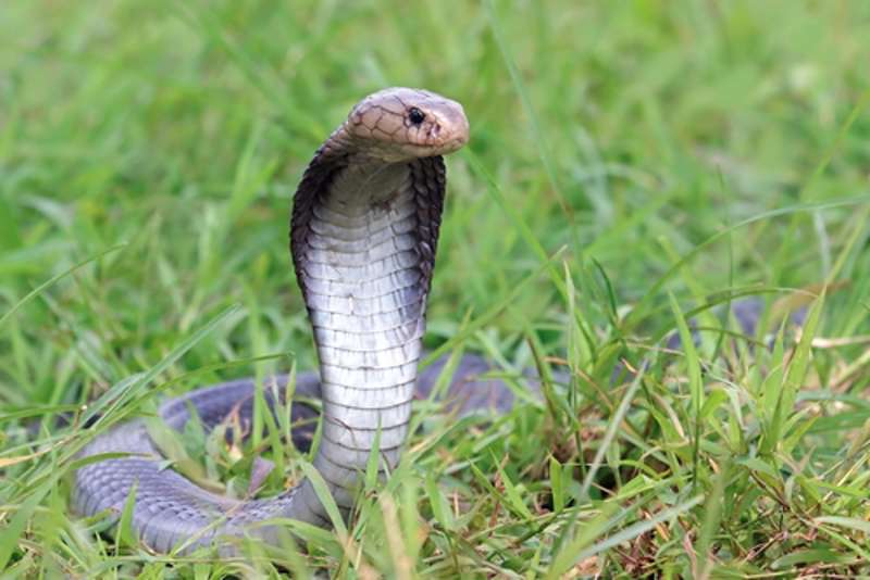 Serpientes, focas y hasta peces… ¿Por qué escupen estos animales?
