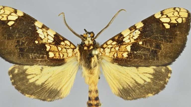 ¿Por qué están desapareciendo las mariposas?