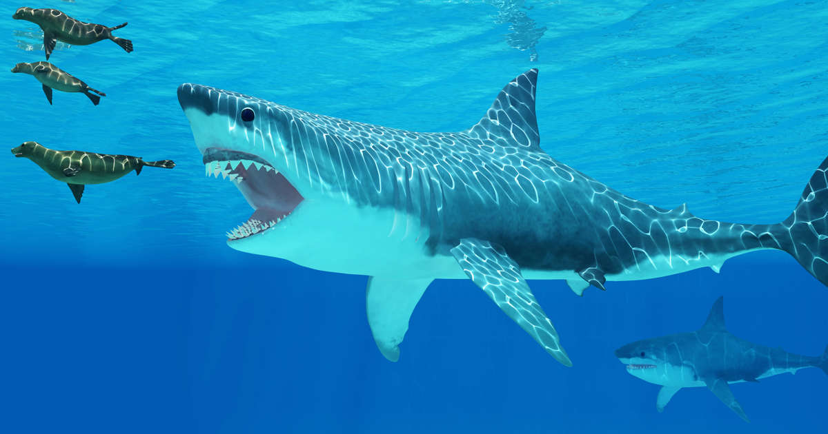 ¿Cuánto medía el megalodón? El tamaño de este monstruo marino ...