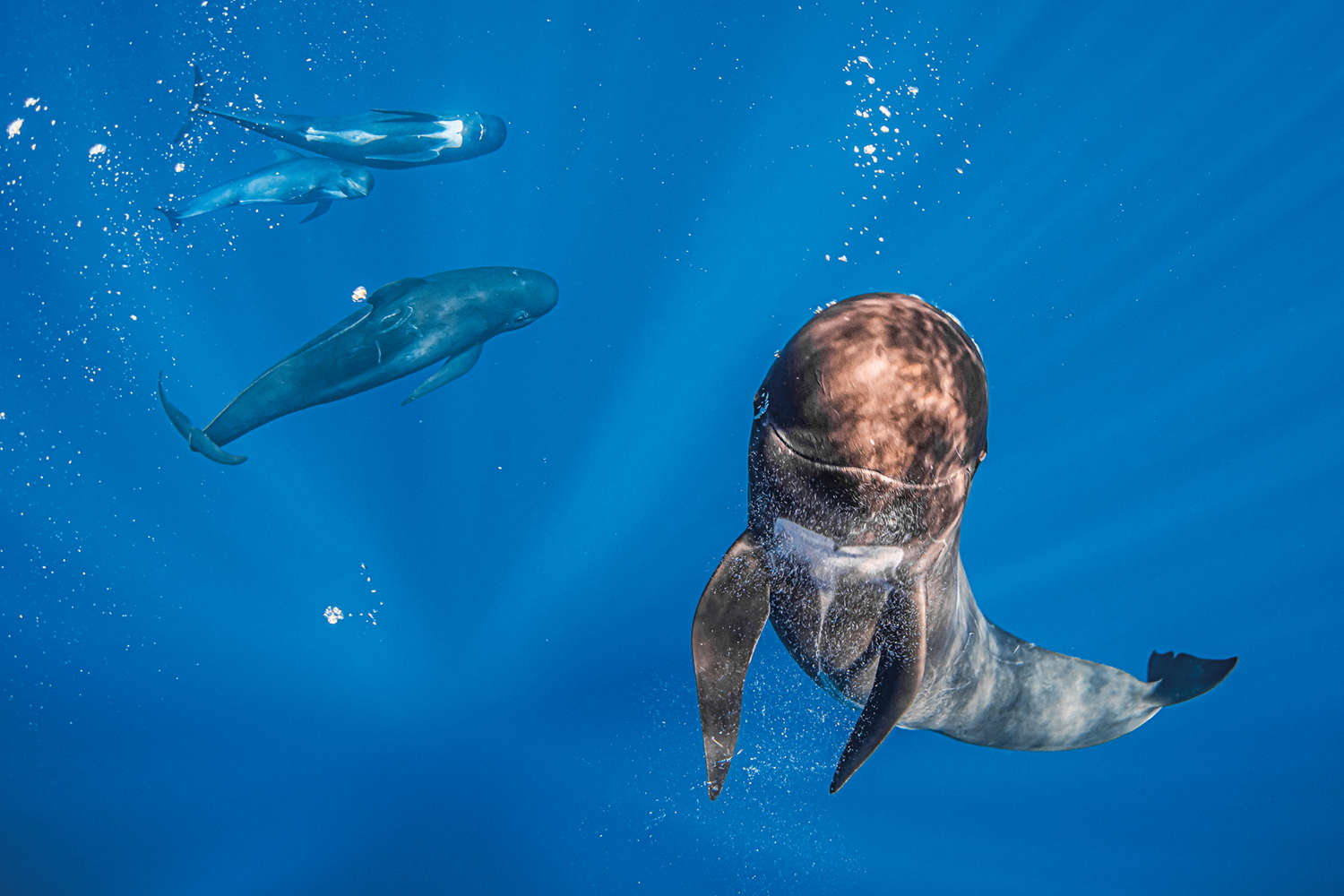 Estrecho de Gibraltar: el paraíso inesperado