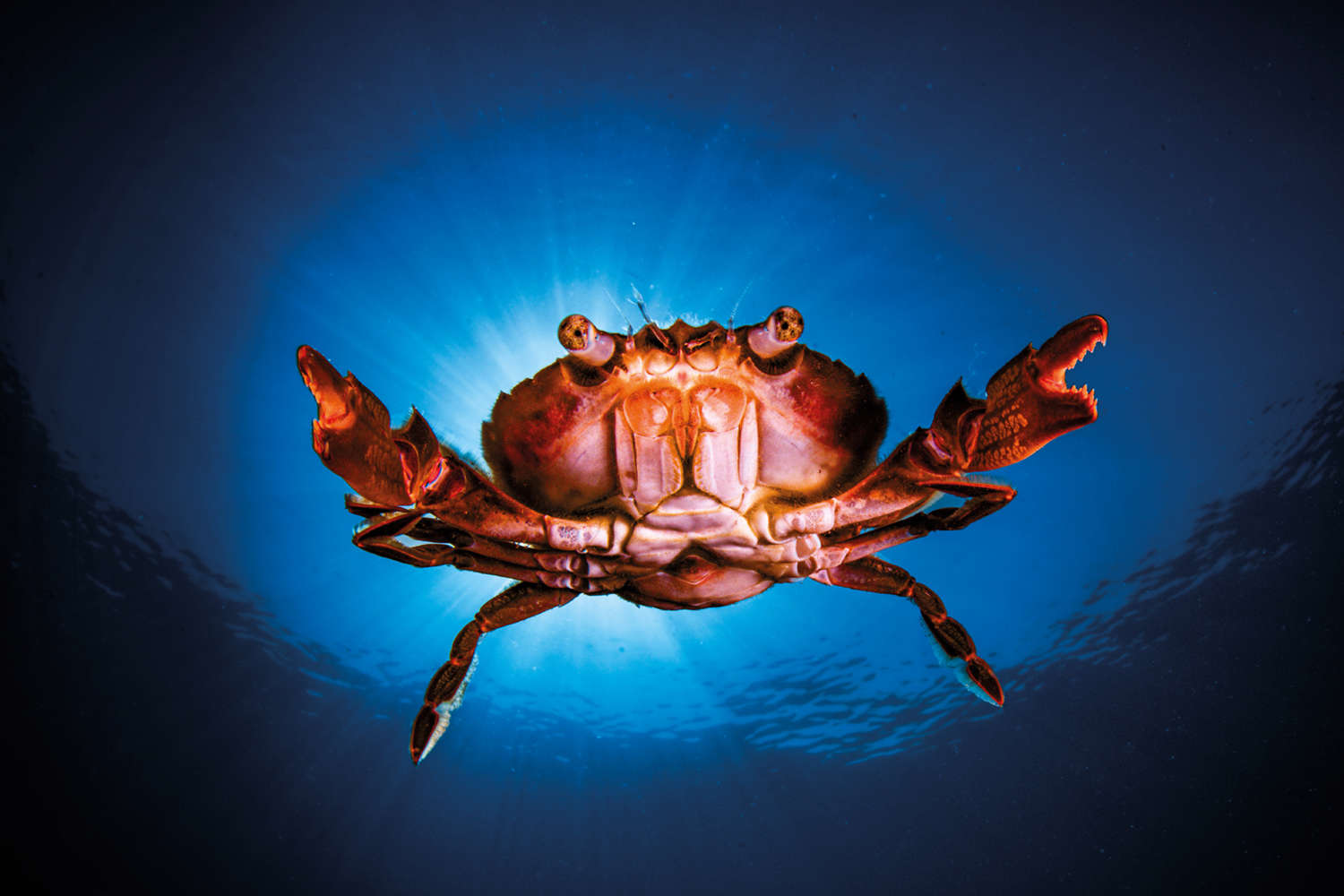 Estrecho de Gibraltar: el paraíso inesperado