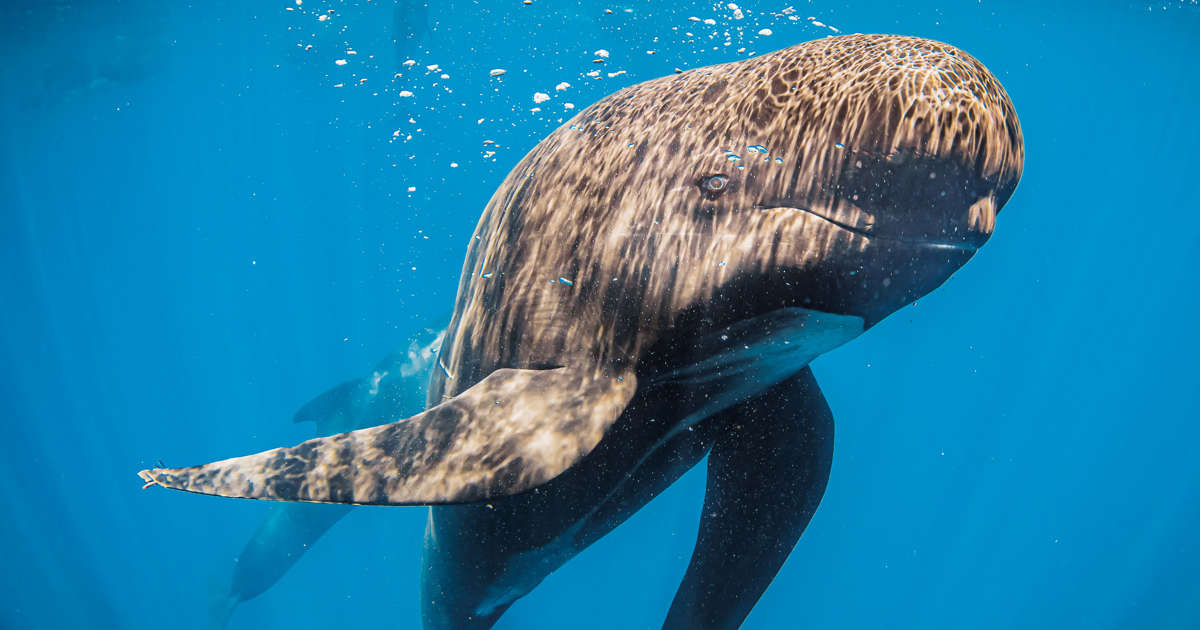 Estrecho de Gibraltar: el paraíso inesperado