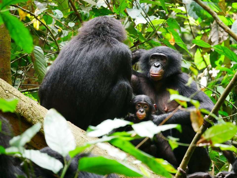 Los bonobos no son tan pacifistas como se pensaba