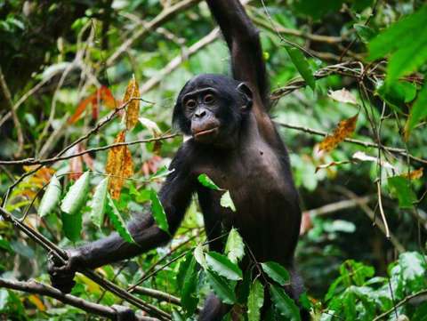 Los bonobos no son tan pacifistas como se pensaba