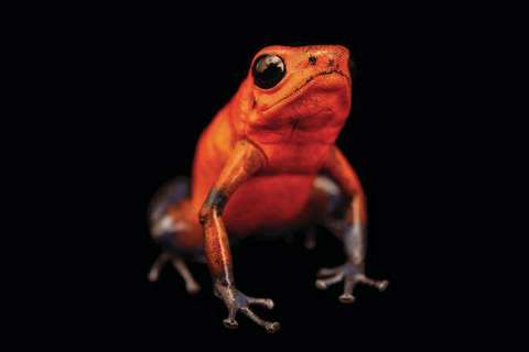 La trampa del color: estas ranas son tan bellas como mortales
