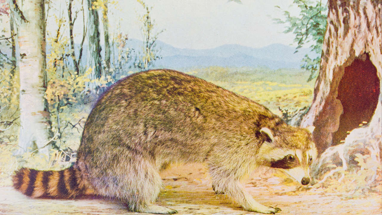 Taxidermia, el arte de disecar animales. ¿Arte o barbarie?