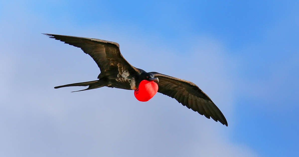 Aves que vuelan más de 10.000 kilómetros sin parar y otros récords de ...