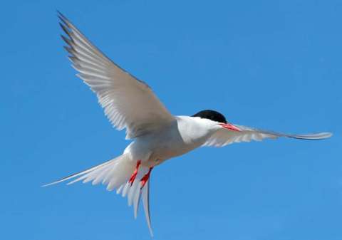 Aves que vuelan más de 10.000 kilómetros sin parar y otros récords de ...
