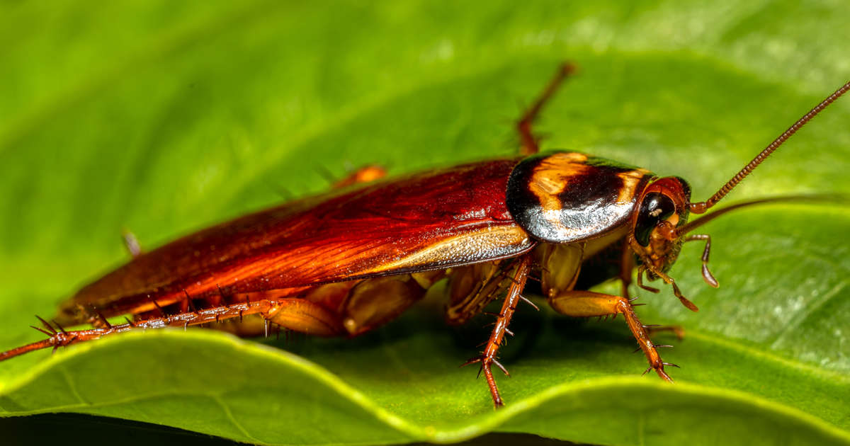 Cucarachas: no todo lo que se dice de ellas es cierto
