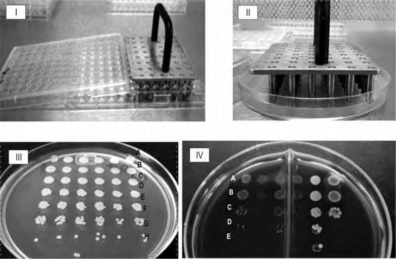 Esther Lederberg, la microbióloga a las puertas del Nobel