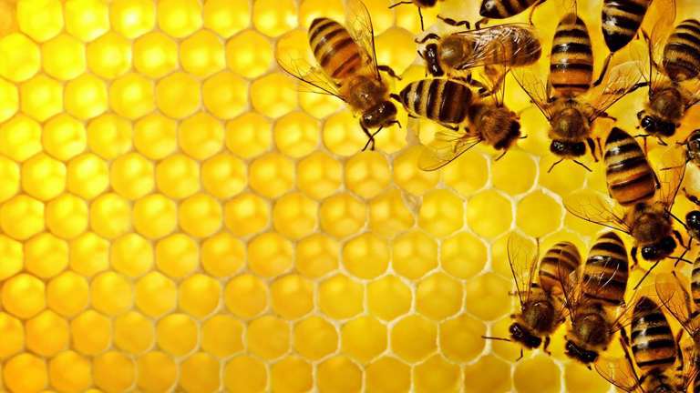 Abejas - características, diferencia con las avispas y por qué son ...