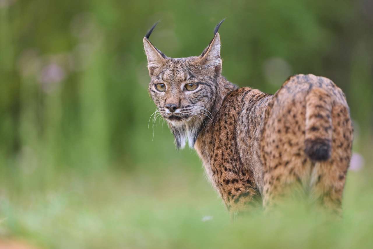 Fondo De Pantalla De Lince Para Pinterest Lince Boreal Piros