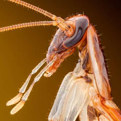 Insectos - Tipos, características y cuáles son los más raros