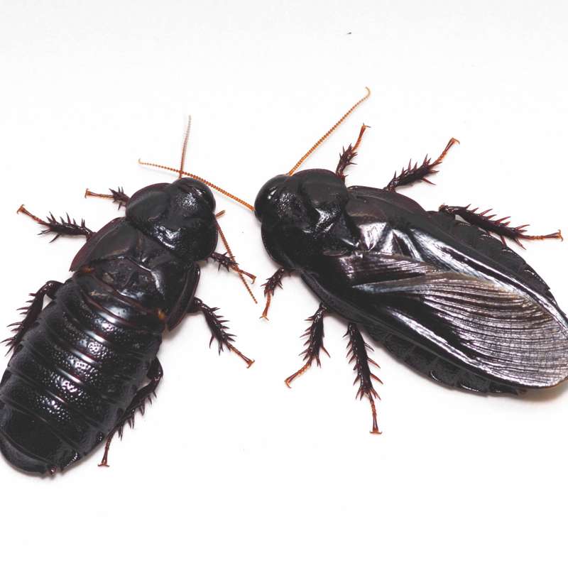 Insectos - Tipos, características y cuáles son los más raros