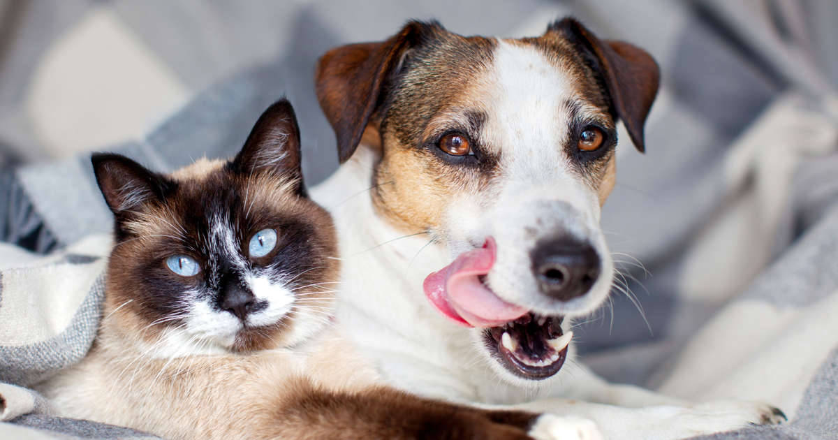 Cual Es La Diferencia Entre Canino Y Felino