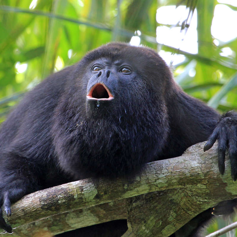 Los bonobos pueden reconocer la ignorancia de otros (como los humanos)