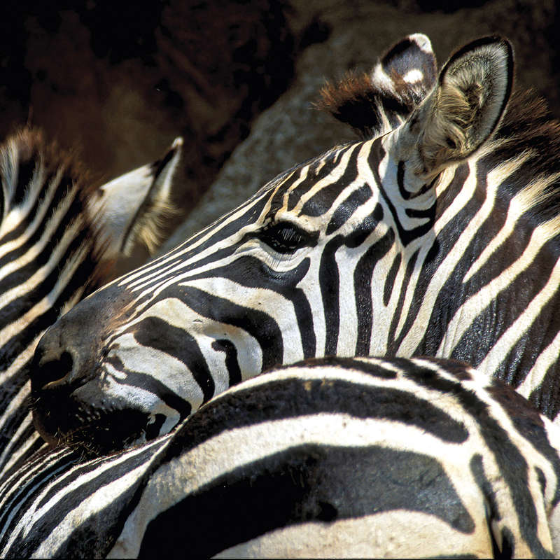 Cebras - Dónde viven, características y por qué tienen rayas