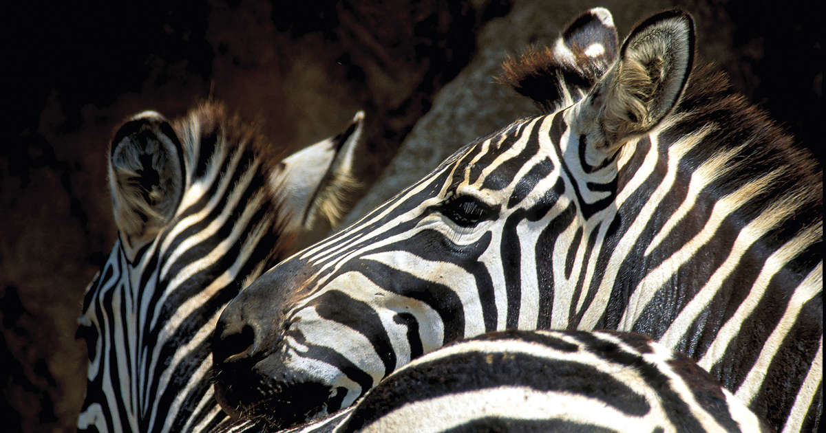 Cebra Africana Llamativa