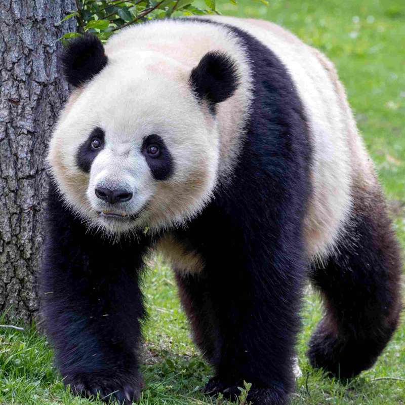 Washington recibe dos pandas gigantes de China por primera vez en 25 años