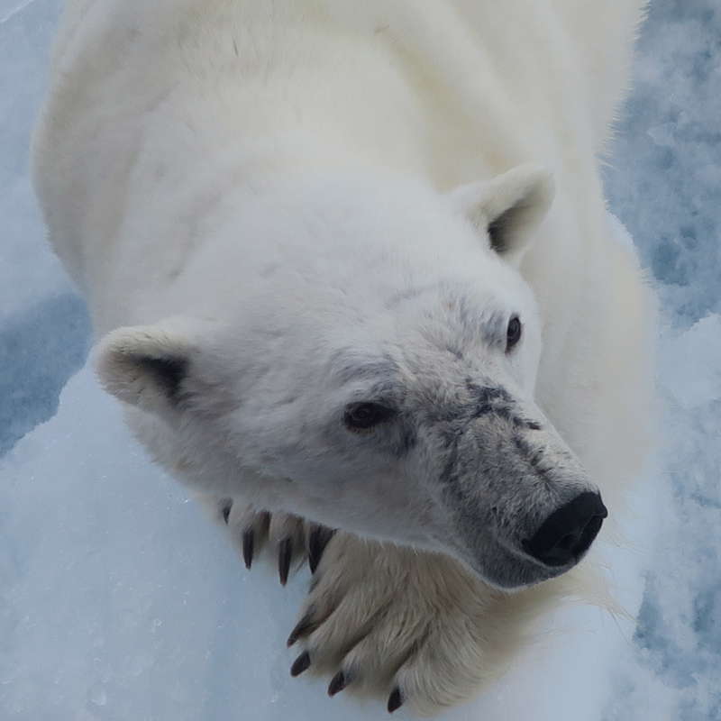 Osos polares - Dónde viven, qué comen y cuánto pesan los osos polares