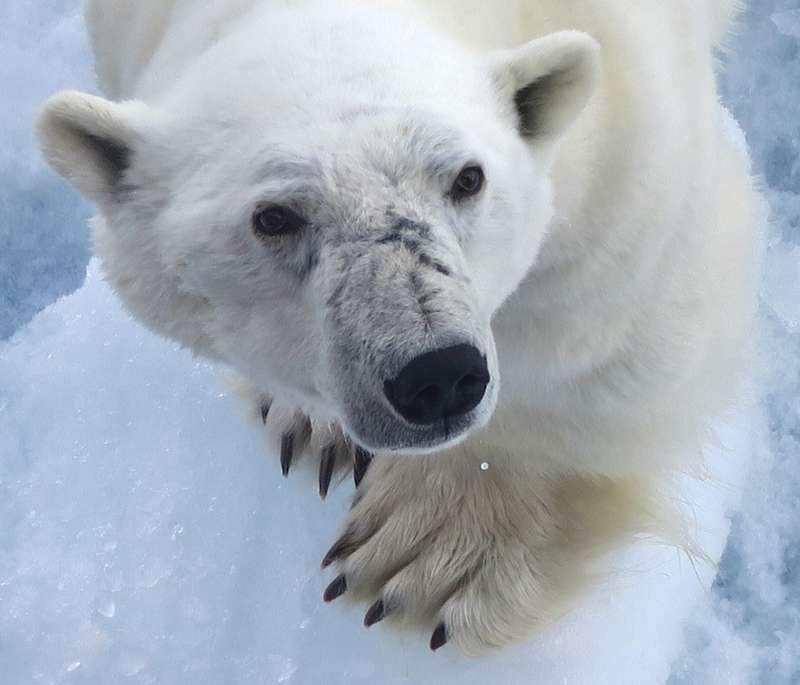 La vida en el mundo circumpolar en las palabras de James Raffan, autor de 'Ice Walker'