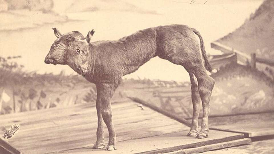 La intensa vida de las personas y los animales con dos cabezas