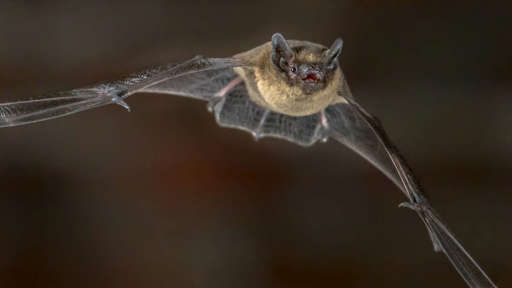 Murciélagos: fotos, qué comen y dónde viven los murciélagos