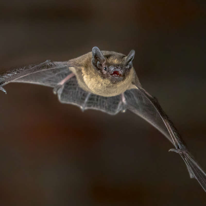 Murciélagos: fotos, qué comen y dónde viven los murciélagos