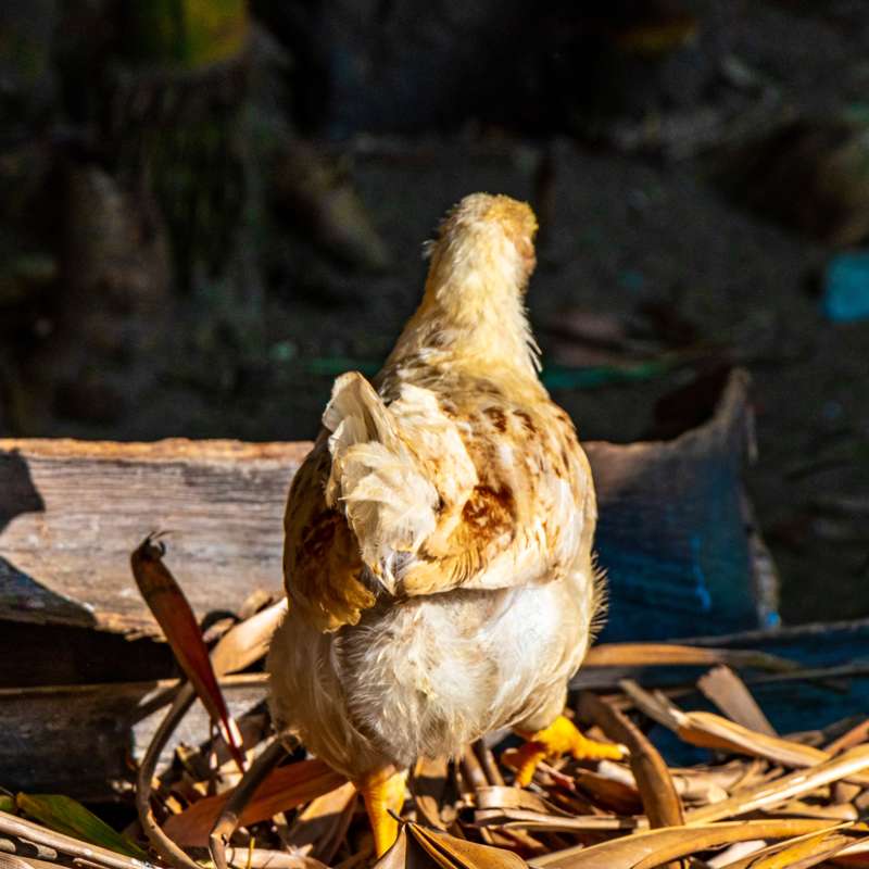 ¿Qué es la gripe aviar H5N2?: síntomas, tratamiento y diferencias con H5N1