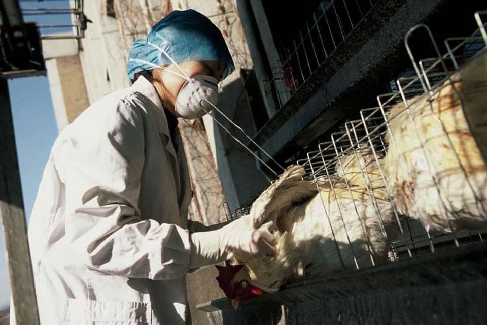 ¿Qué es la gripe aviar H5N2?: síntomas, tratamiento y diferencias con H5N1