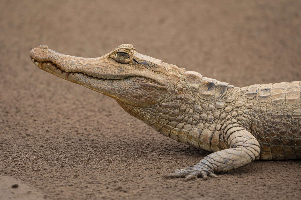 Los caimanes de Tambopata: el conocimiento al servicio de su conservación
