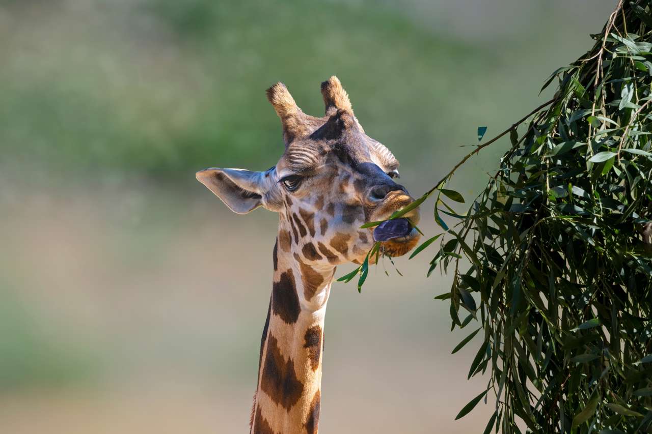 El enigma de las jirafas: la comida y no el sexo explicaría el largo de su cuello