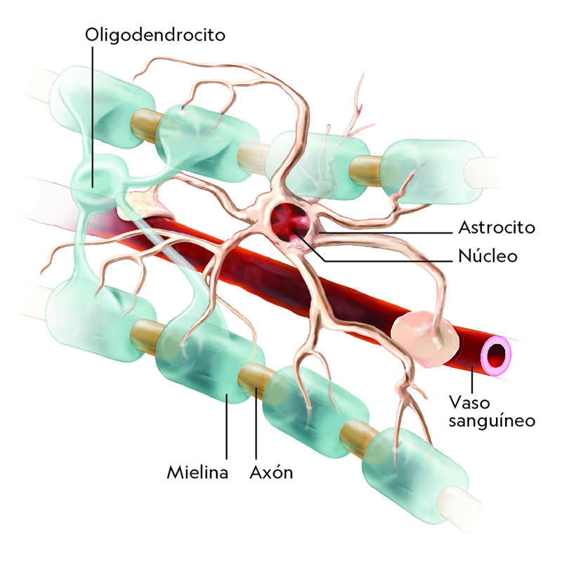 Oligodendrocitos Astrocitos Astrocitos: ¿qué Funciones Cumplen Estas