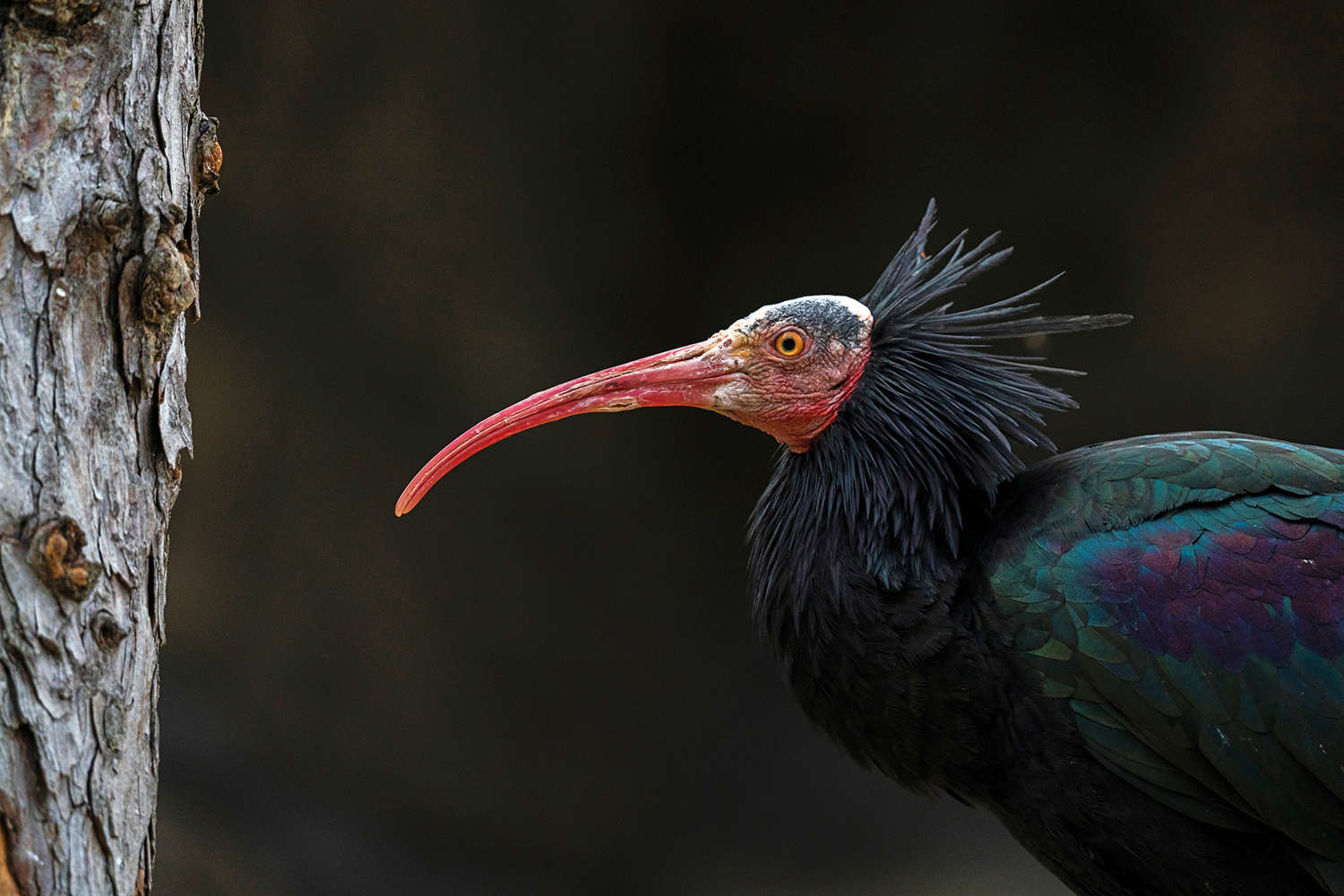 Las madres adoptivas que vuelan con los Ibis