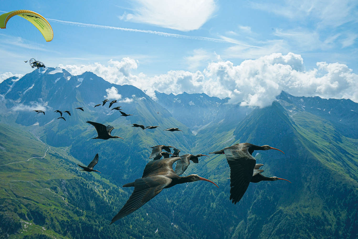 Las madres adoptivas que vuelan con los Ibis