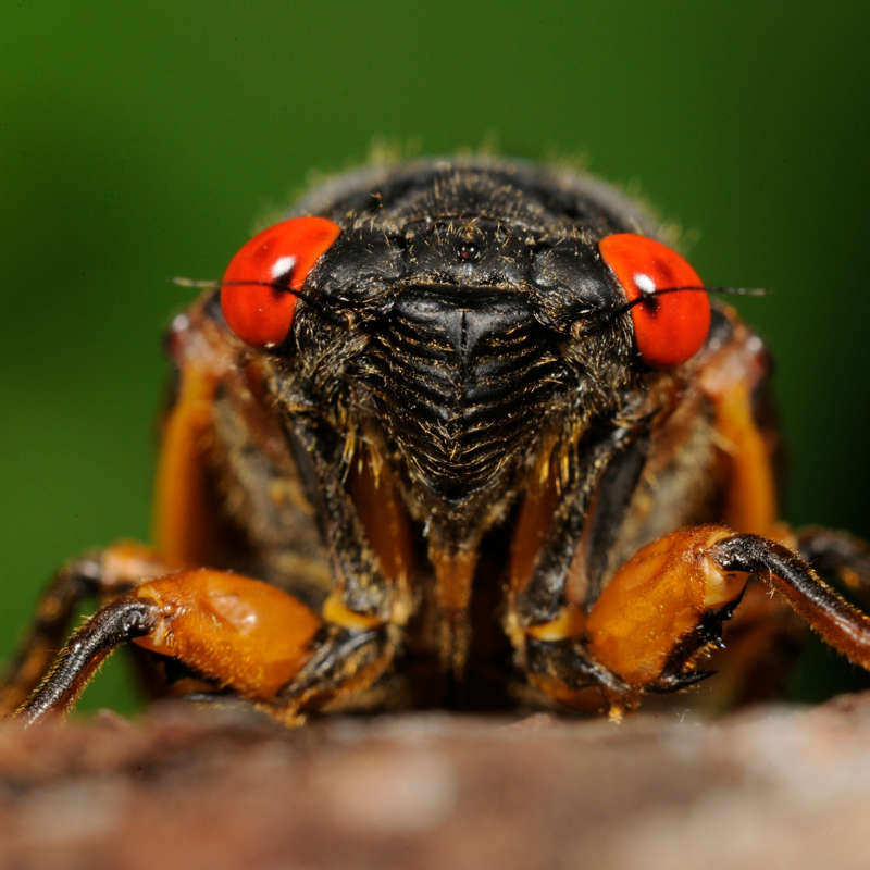 Insectos - Tipos, características y cuáles son los más raros