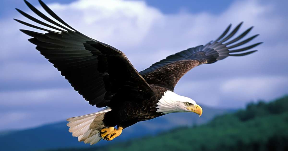 Águila calva, el regreso del ave más emblemática de Estados Unidos