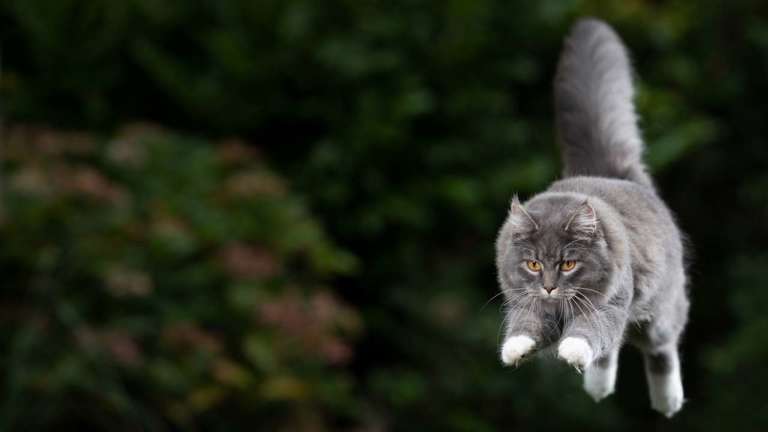 Reportajes y fotografías de Gato en National Geographic