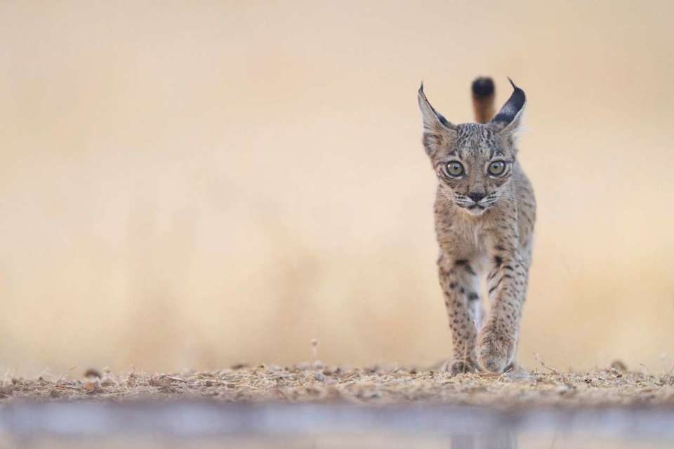 El lince ibérico ya no está en peligro de extinción, pero sigue amenazado