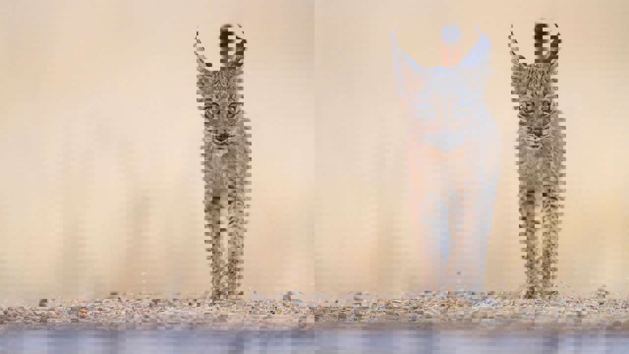 Conoce el lince ibérico, un magnífico animal en peligro de extinción