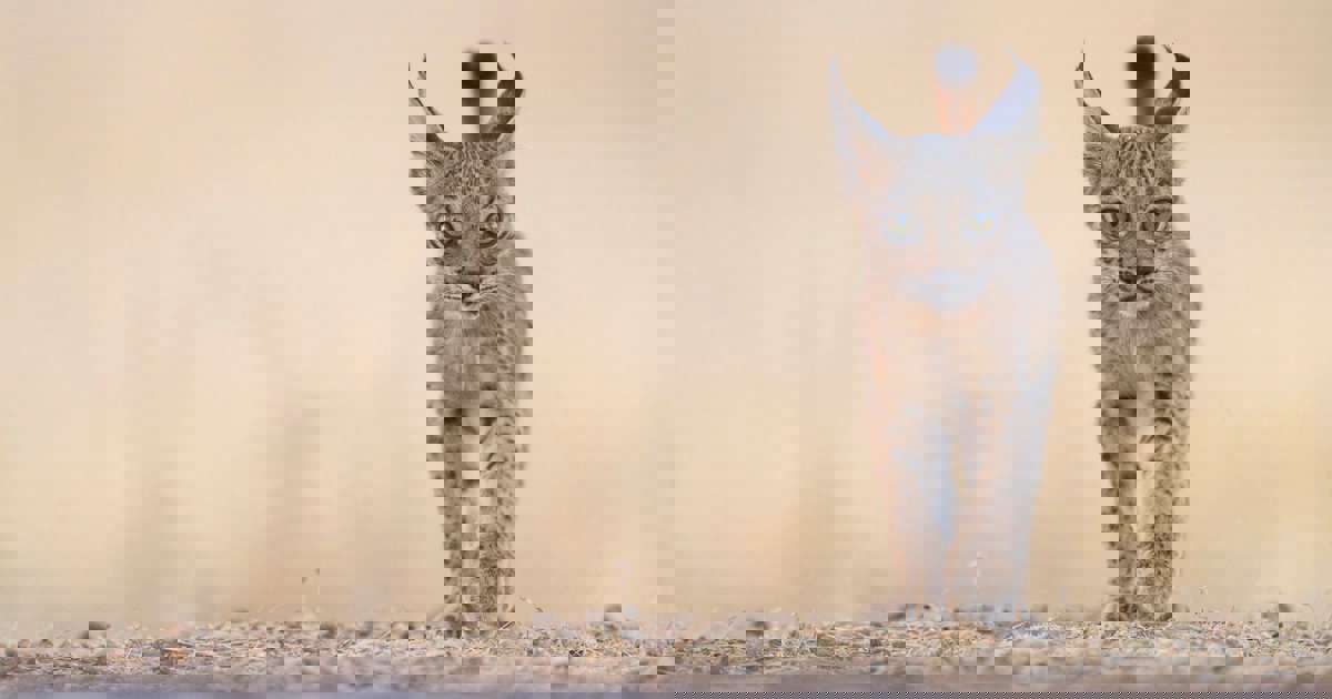 El lince ibérico ya no está en peligro de extinción, pero sigue amenazado