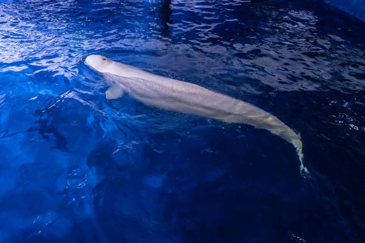 De Járkov a Valencia: el viaje de dos belugas rescatadas de la guerra