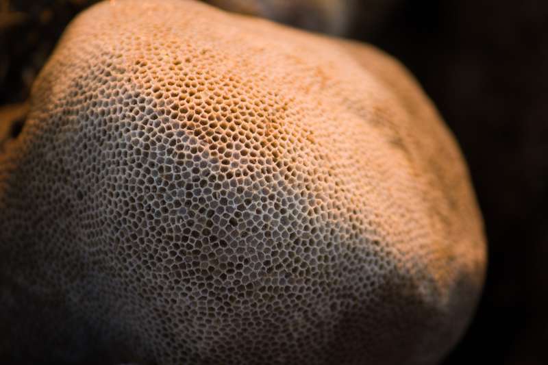 Qué es la tripofobia (o por qué te incomodan los patrones de agujeros)