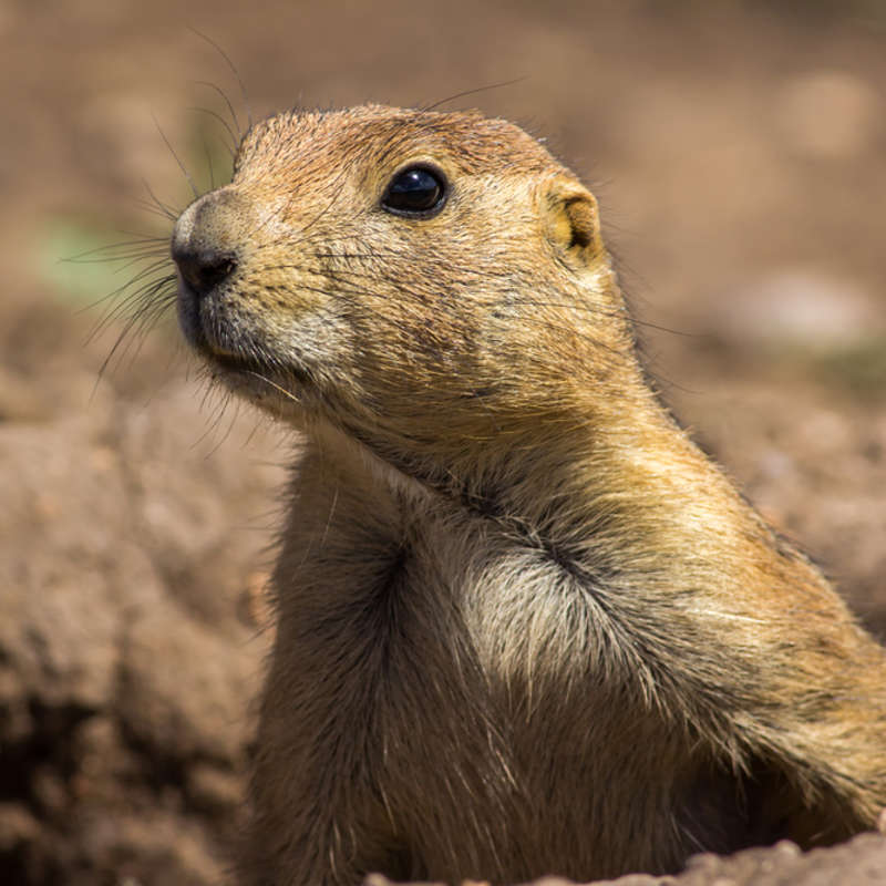 Día de la Marmota 2025: todo sobre las marmotas, más allá de Phil