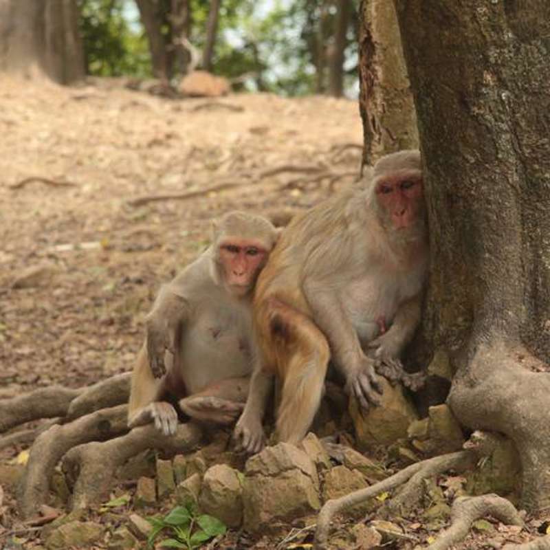 Monos: fotos de monos, características y cuántos tipos hay